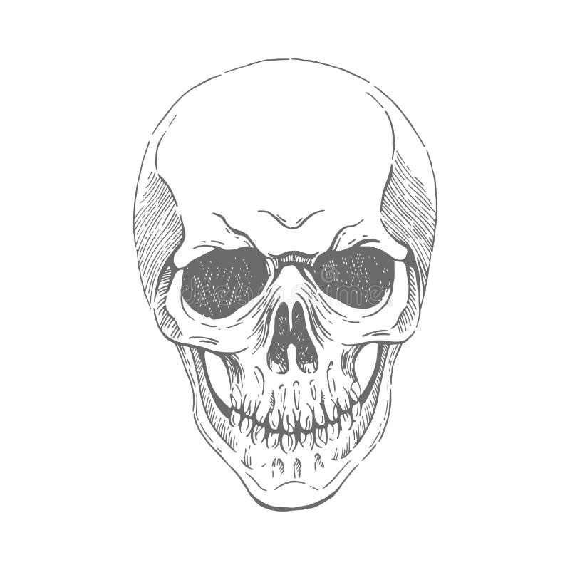 Hand Drawn Skull in Monochrome. on White Background. Stock Vector ...