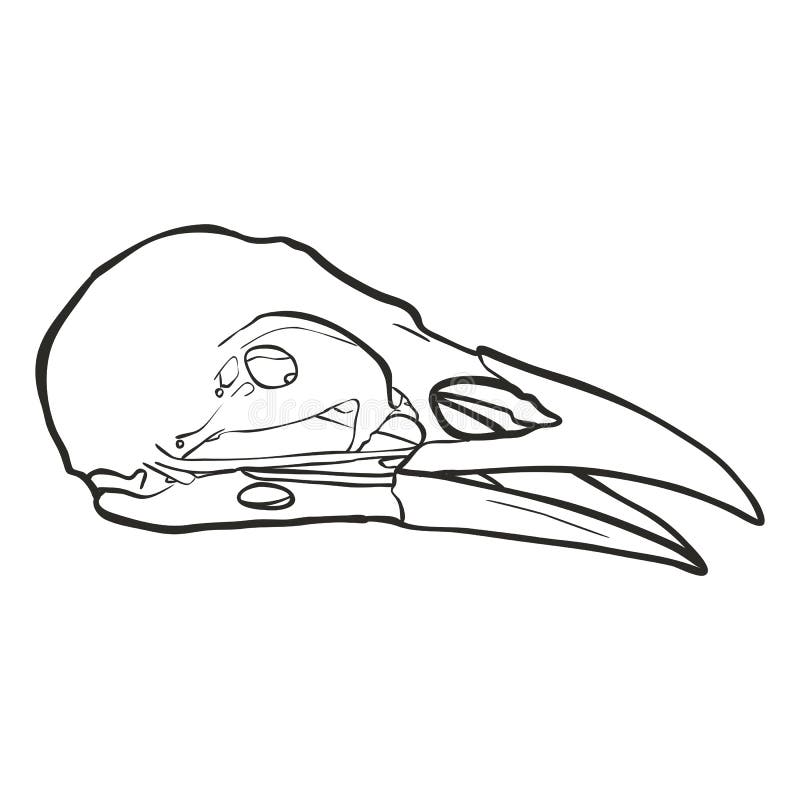 Hand Drawn Skull of a Raven Stock Vector - Illustration of dead, bird ...