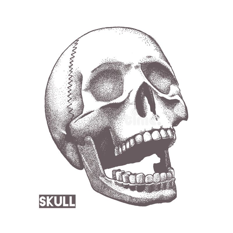 Hand Drawn Skull. Vector Illustration Stock Vector - Illustration of ...