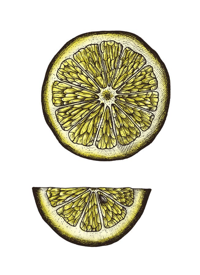 Hand drawn slice of lemon stock illustration. Illustration of sketch ...
