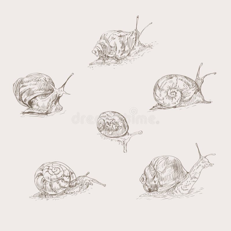 Hand drawn snails vector stock vector. Illustration of wildlife - 50658243