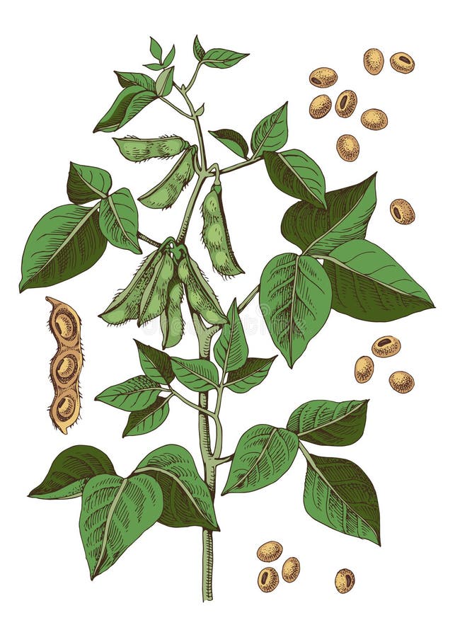 Hand Drawn Soybean Plant Illustration Stock Image - Image of food ...