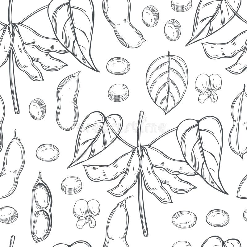Soybean Plant . Vector Seamless Pattern Stock Vector - Illustration of ...
