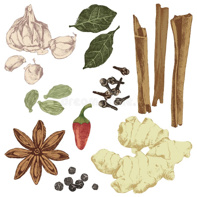 Hand drawn spices set stock vector. Illustration of food - 77717483