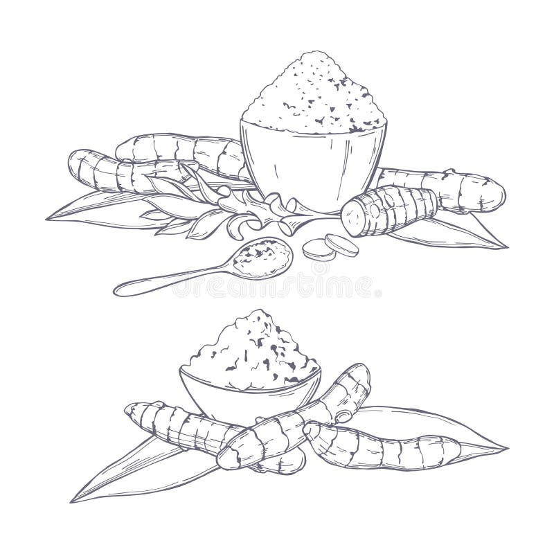 Turmeric Botanical Drawing Stock Illustrations – 275 Turmeric Botanical ...