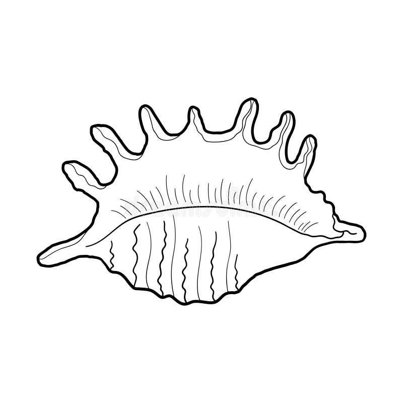 Spider Conch Shell Stock Illustrations – 66 Spider Conch Shell Stock ...