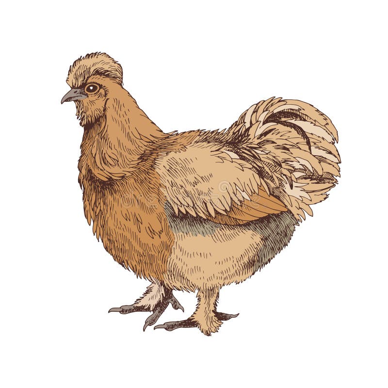 Silkie Bantham Stock Illustrations – 2 Silkie Bantham Stock ...