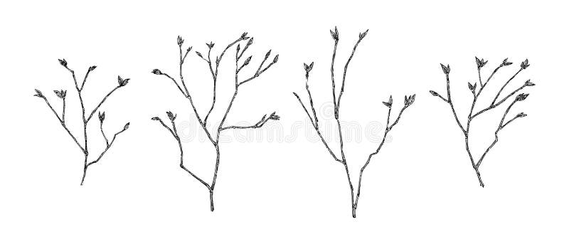 Hand Drawn Spring Branches with Tree Buds Set. Sketch Style Vector ...