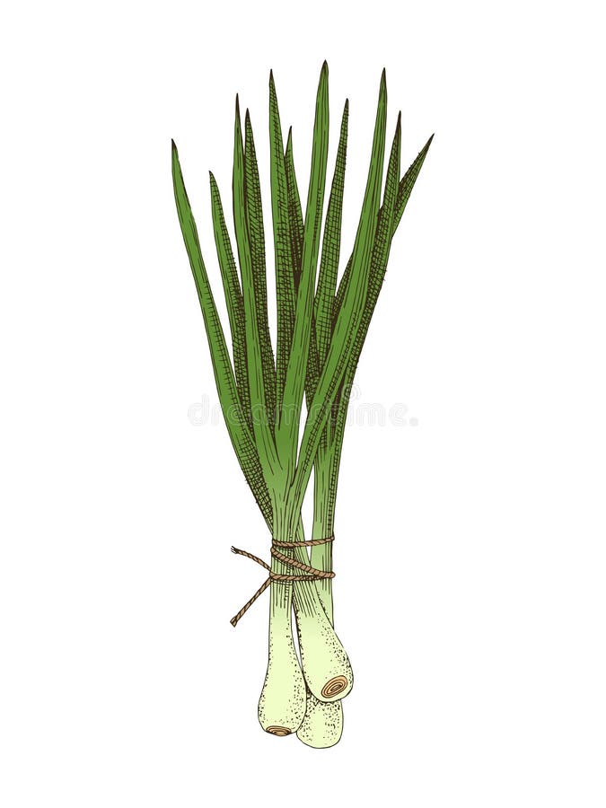 Hand Drawn Spring Onions Bunch Stock Vector - Illustration of condiment ...