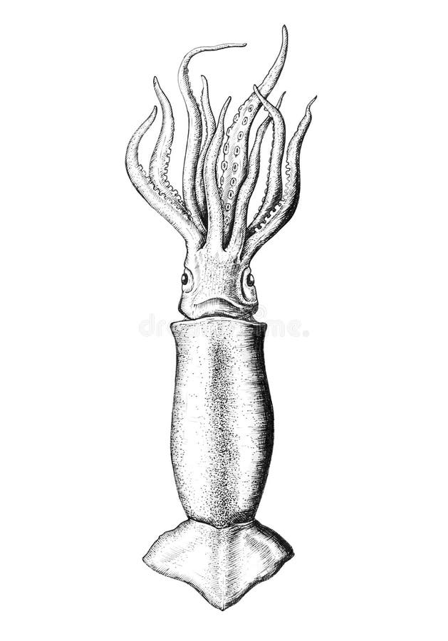 Hand Drawn Squid Isolated Illustration Stock Illustration ...