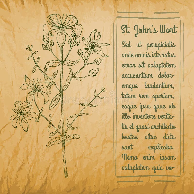 Hand Drawn St Johns Wort on the Vintage Background Stock Vector ...