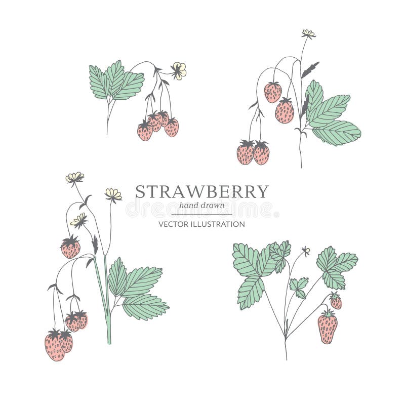 Hand drawn strawberry set. stock vector. Illustration of organic ...