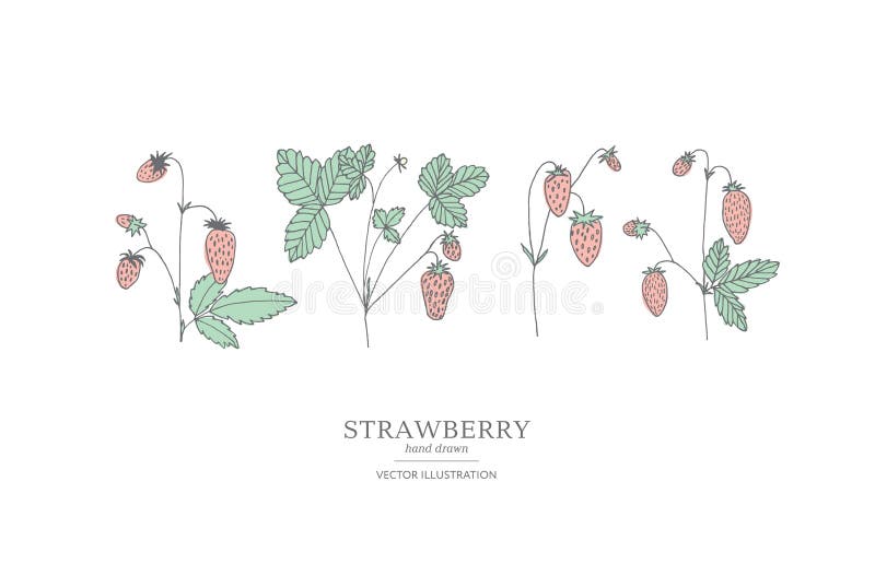 Hand drawn strawberry set. stock vector. Illustration of branch - 129078820