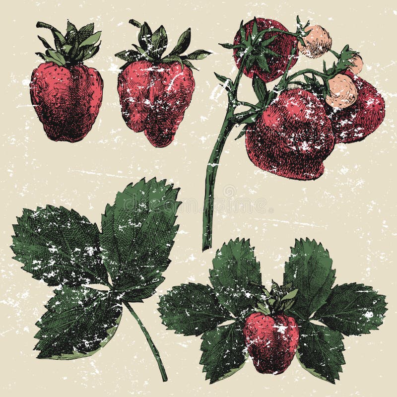 Hand drawn strawberry set stock vector. Illustration of health - 42287069