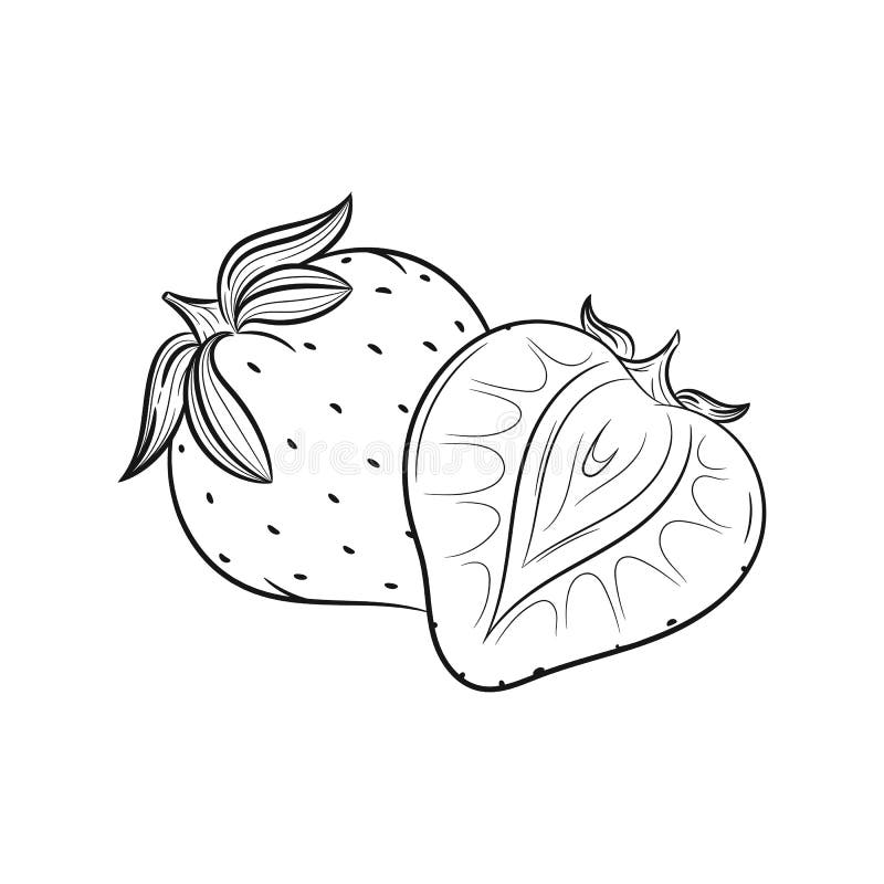 Hand drawn Lemon sketches stock vector. Illustration of diet - 68710906 Hand drawn Lemon sketches stock vector. Illustration of diet - 68710906