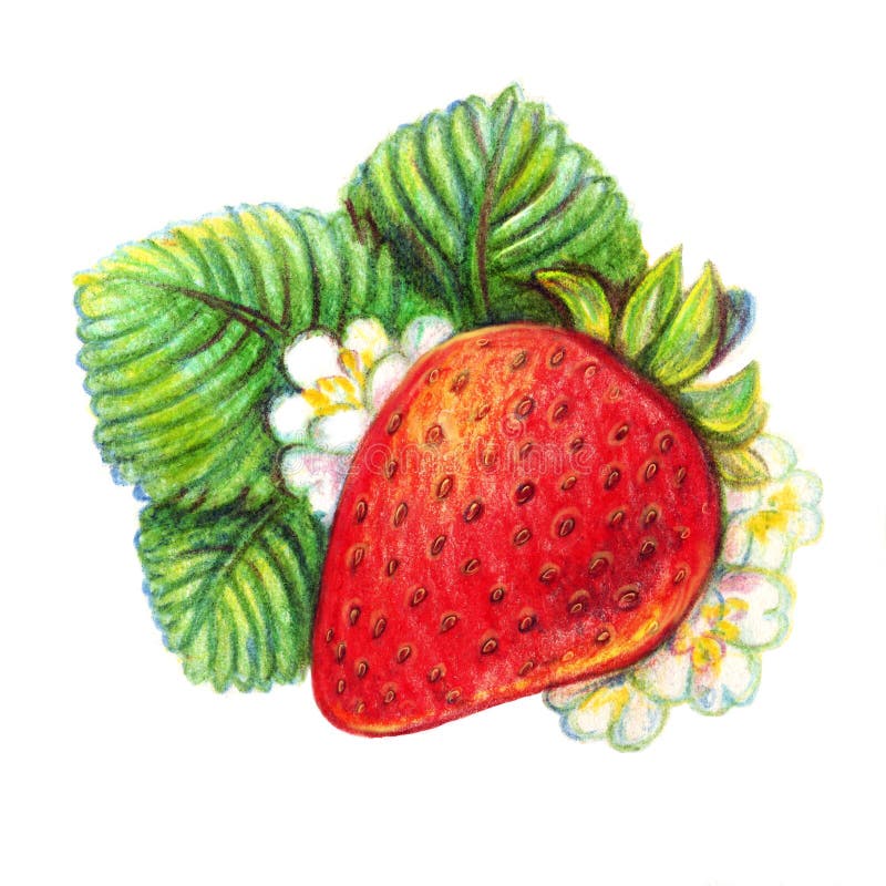 Hand Drawn Strawberry on White Background Stock Illustration ...