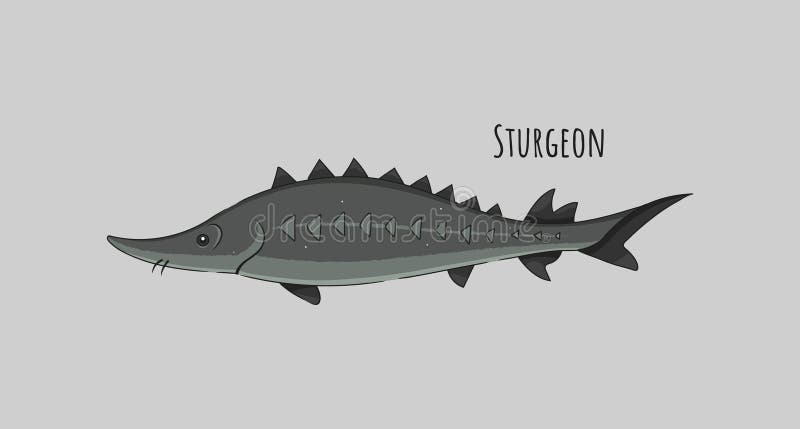 Sturgeon Fish Fishing Logo, Jumping Fish Design Template Vector ...