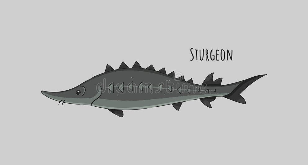 Hand Drawn Sturgeon Fish Vector Illustration. Stock Vector ...