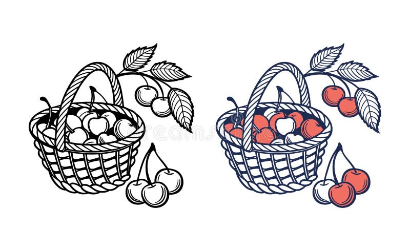 Stylized Cherry Basket Graphic: Vintage Vector Illustration Stock ...