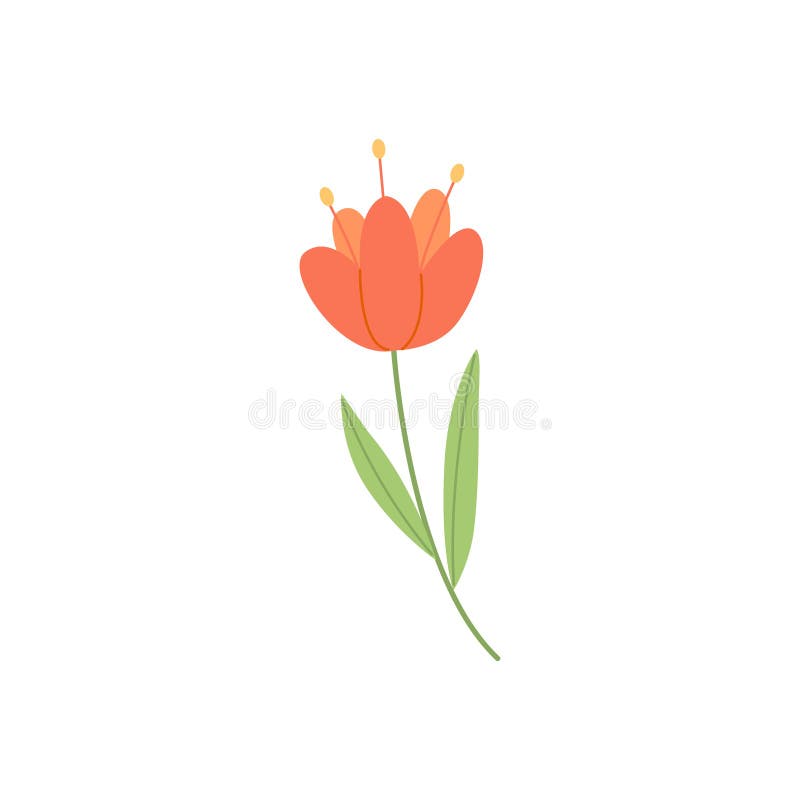 Hand Drawn Stylized Orange Flower Illustration. Cute Spring Flower on ...