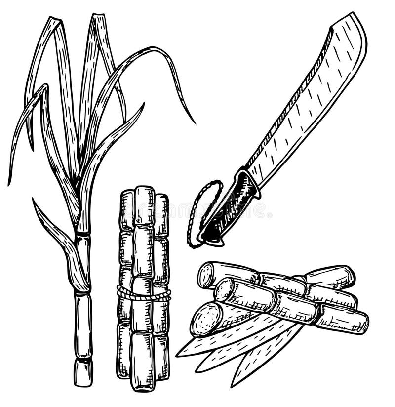Hand Drawn Sugar Cane Set. Sugar Cane Plants, Stems, Leaves and Machete ... Hand Drawn Sugar Cane Set. Sugar Cane Plants, Stems, Leaves and Machete ...
