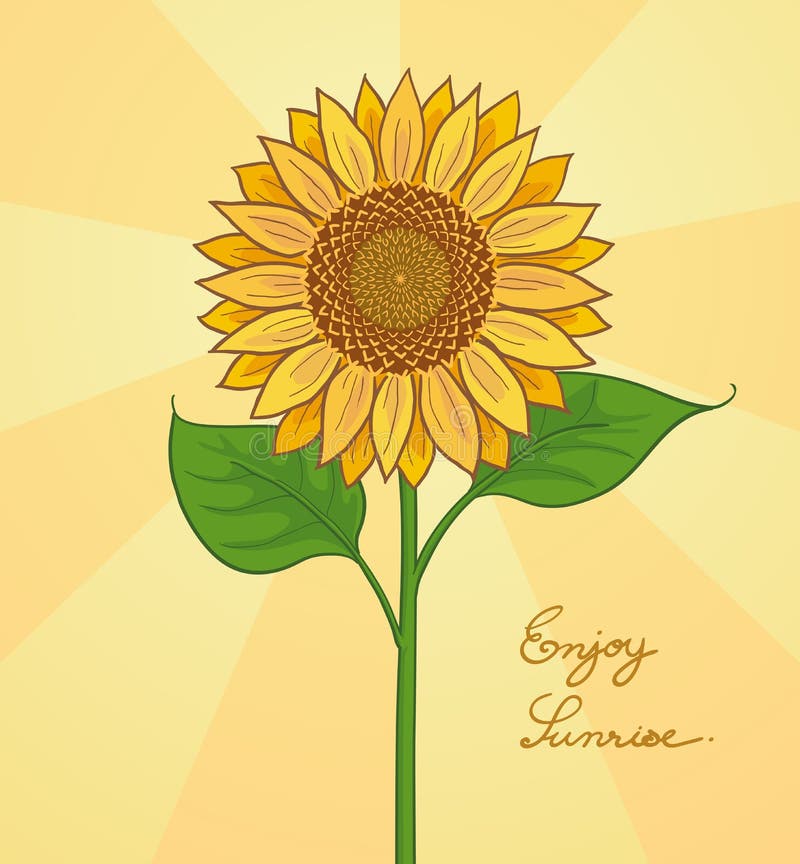 Hand drawn sunflower stock vector. Illustration of bright - 53985031