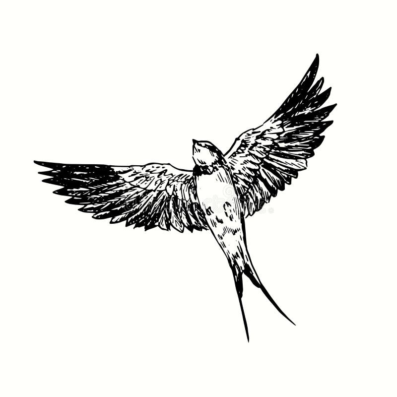 Swallow Flying Black White Drawing Stock Illustrations – 939 Swallow ...