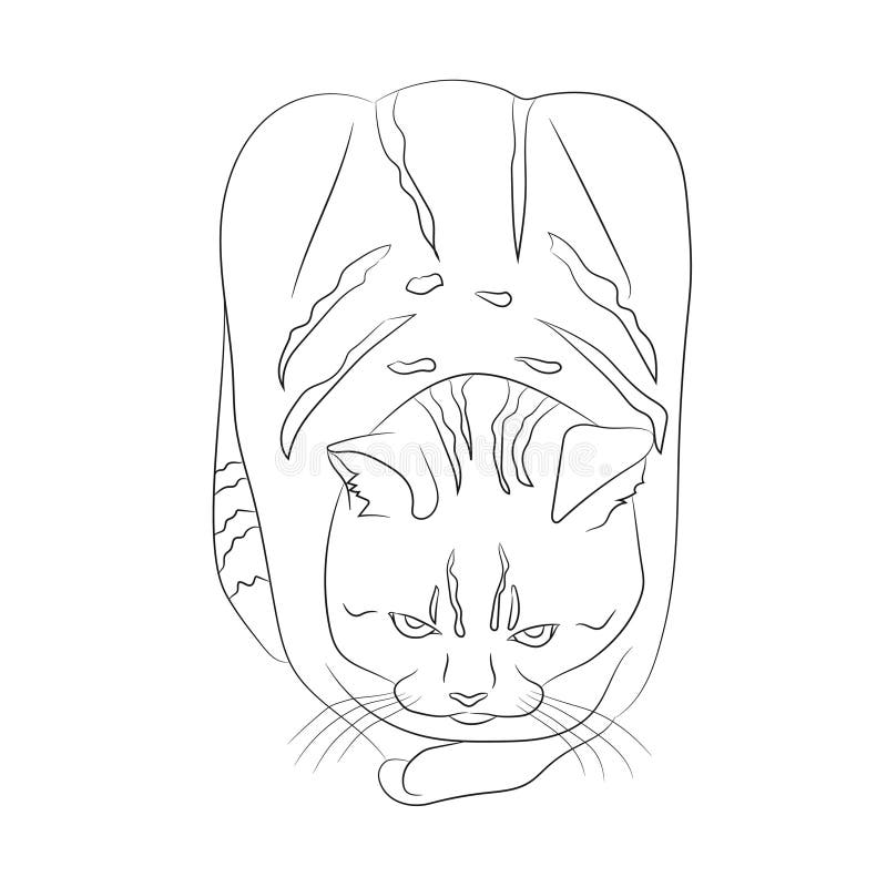 Cat Loaf Stock Illustrations – 136 Cat Loaf Stock Illustrations ...