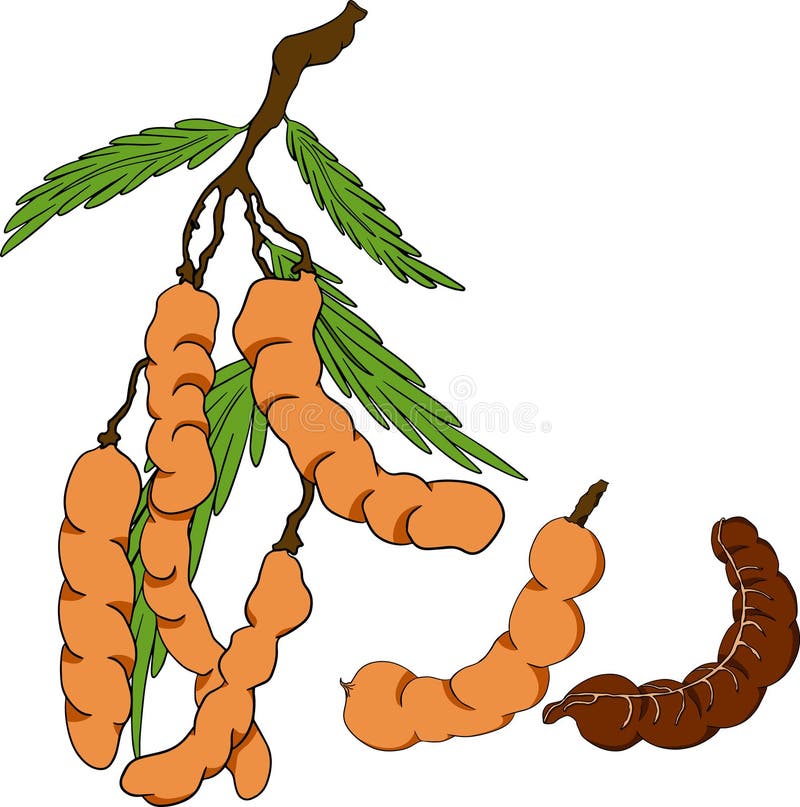 Hand Drawn Tamarind, Tamarindus Indica. Vector Colored Illustration ...