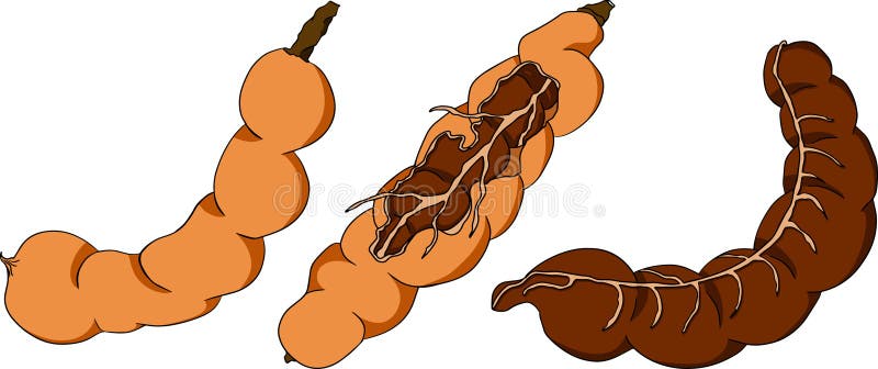 Hand Drawn Tamarind, Tamarindus Indica. Vector Colored Illustration ...