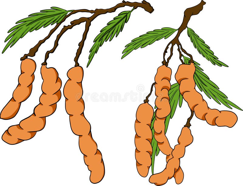 Hand Drawn Tamarind, Tamarindus Indica. Vector Colored Illustration ...