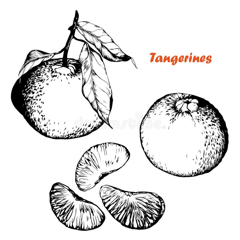 Hand Drawn Tangerine Fruit Set. Stock Vector - Illustration of isolated ...