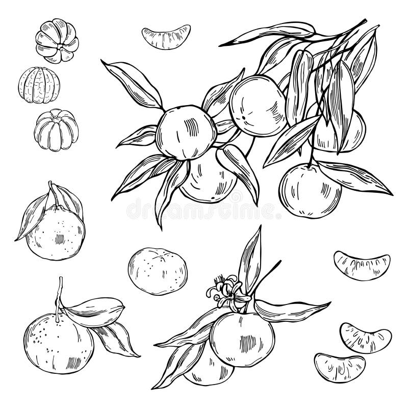 Vector Set Of Sketch Tangerines. Stock Vector - Illustration of draft ...