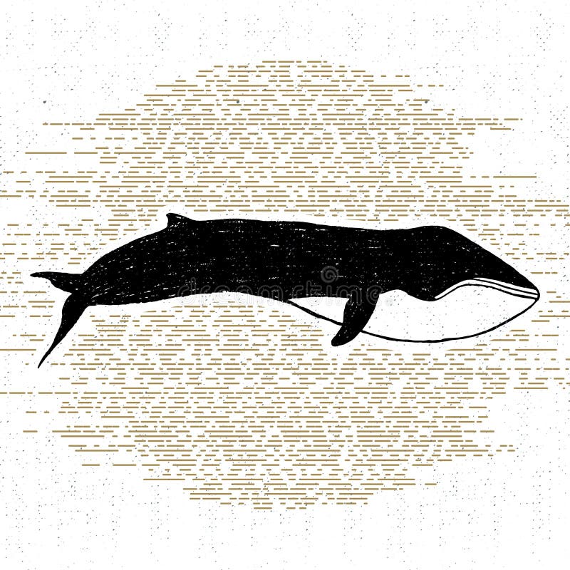 Hand Drawn Textured Icon with Fin Whale Vector Illustration Stock ...