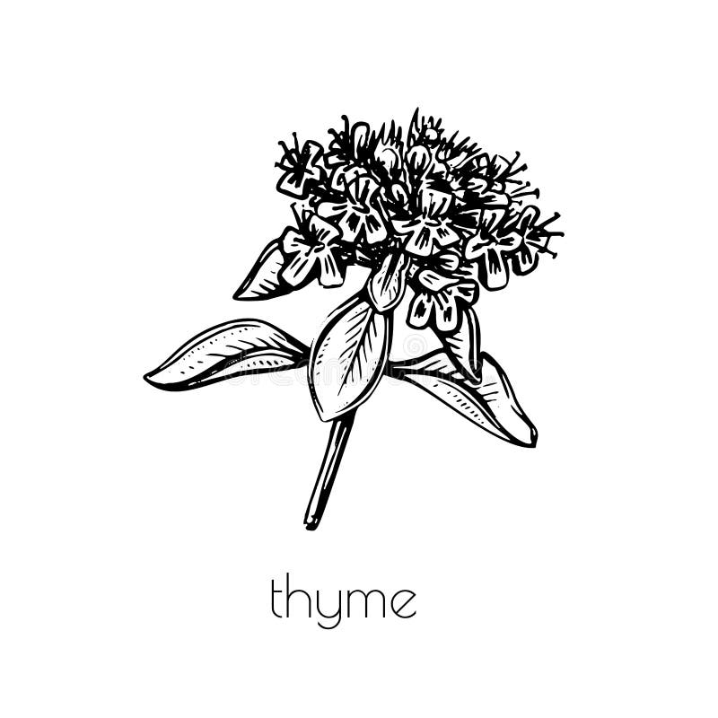 Hand Drawn Thyme Sketch. Vector Graphic Illustration. White Background ...