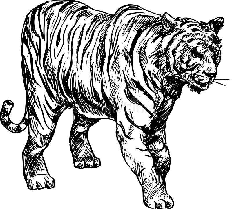Hand drawn tiger stock vector. Illustration of drawing - 43615366