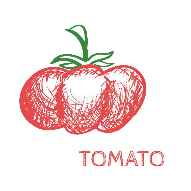 Hand Drawn Tomato Sketch Vector Stock Vector - Illustration of ...
