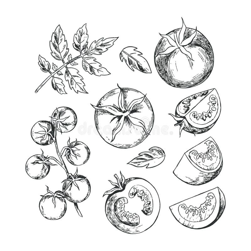 Hand Drawn Tomatoes Illustrations with Leaf Stock Illustration ...