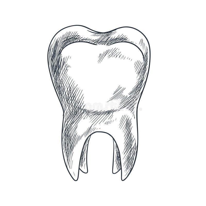 Hand Drawn Tooth with Roots, Sketchy Style Stock Vector - Illustration ...