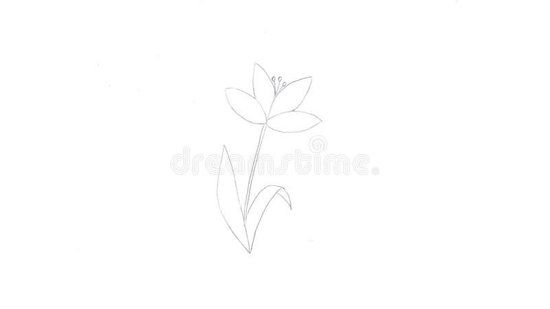 Hand Drawn Transformation of Flower into Butterfly Stock Footage ...