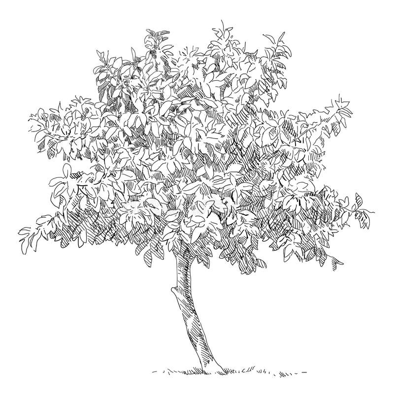 Hand drawn tree stock vector. Illustration of artistic - 29423725