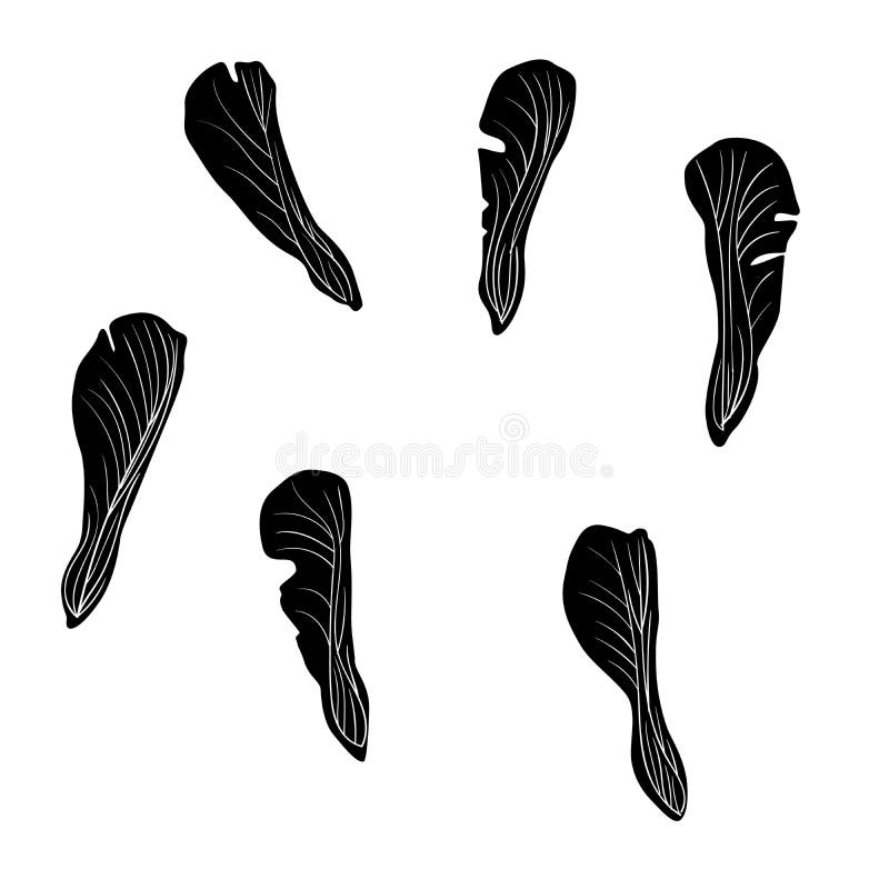 Seed Wing Stock Illustrations – 730 Seed Wing Stock Illustrations ...