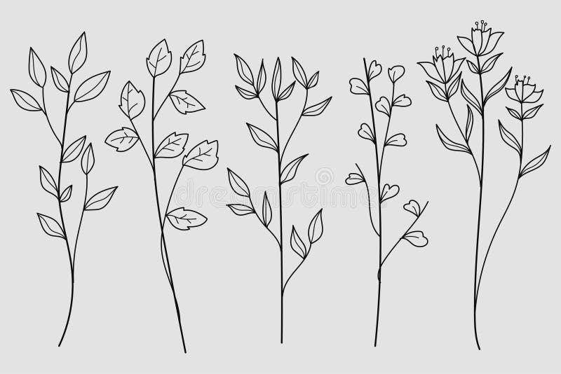 Hand-Drawn Twigs with Leaves in a Botanical Collection.Vector ...