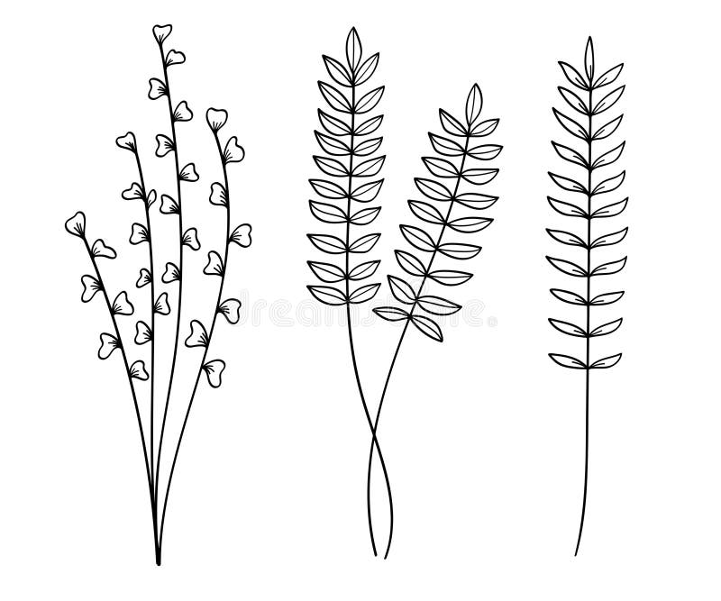 Hand-Drawn Twigs with Leaves in a Botanical Collection.Vector ...