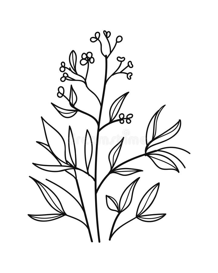 Hand-Drawn Twigs with Leaves in a Botanical Style.Vector Illustration ...