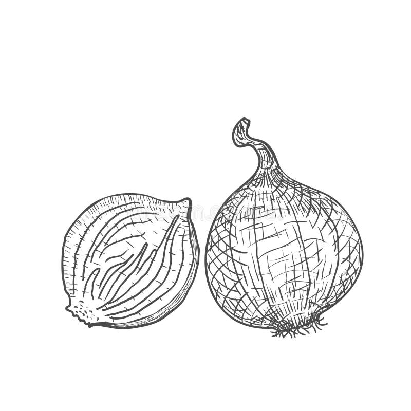 Hand Drawn Two Onions Engraved on White Background. Vector Stock Vector ... Hand Drawn Two Onions Engraved on White Background. Vector Stock Vector ...