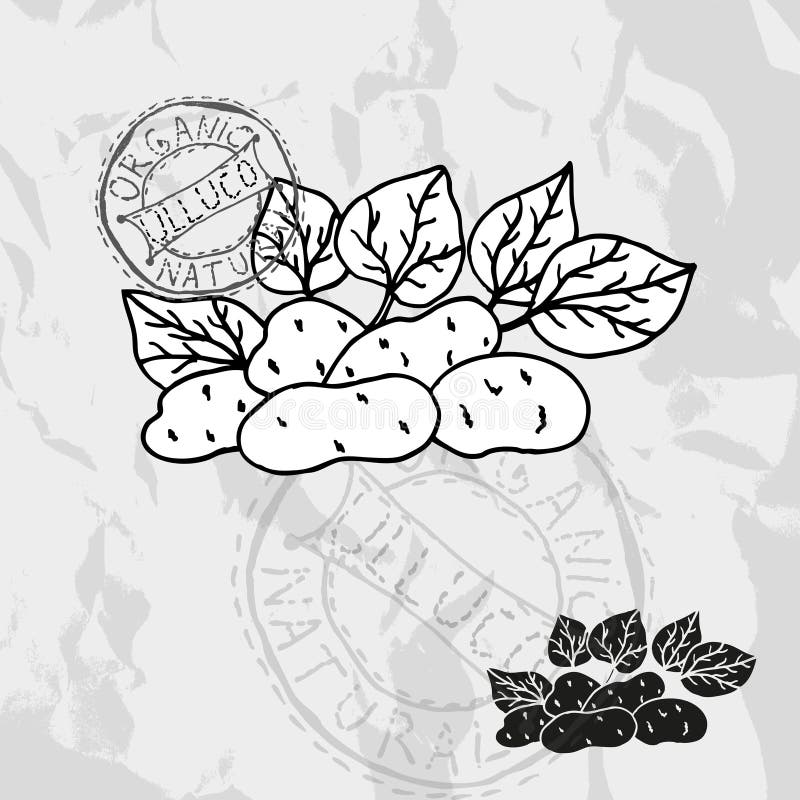 Ulluco Stock Illustrations – 19 Ulluco Stock Illustrations, Vectors ...