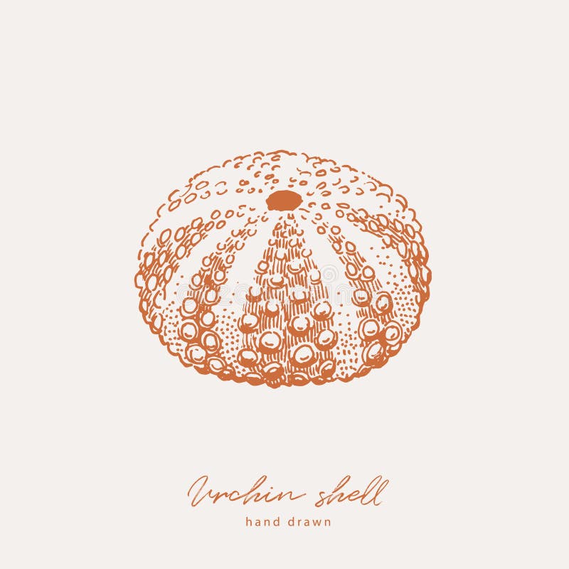 Hand Drawn Urchin Shell Illustration Stock Vector - Illustration of ...