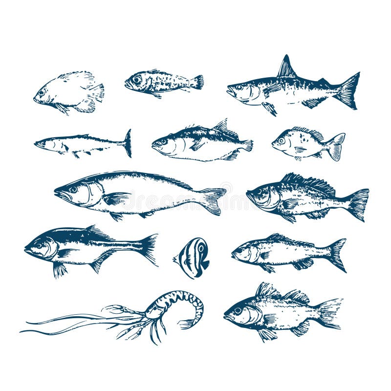 Hand Drawn Various Fish Set Isolated on White Vector Stock Illustration ...