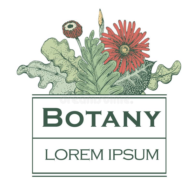 Hand Drawn Vector Botany Illustration. Logo Template Stock Vector ...